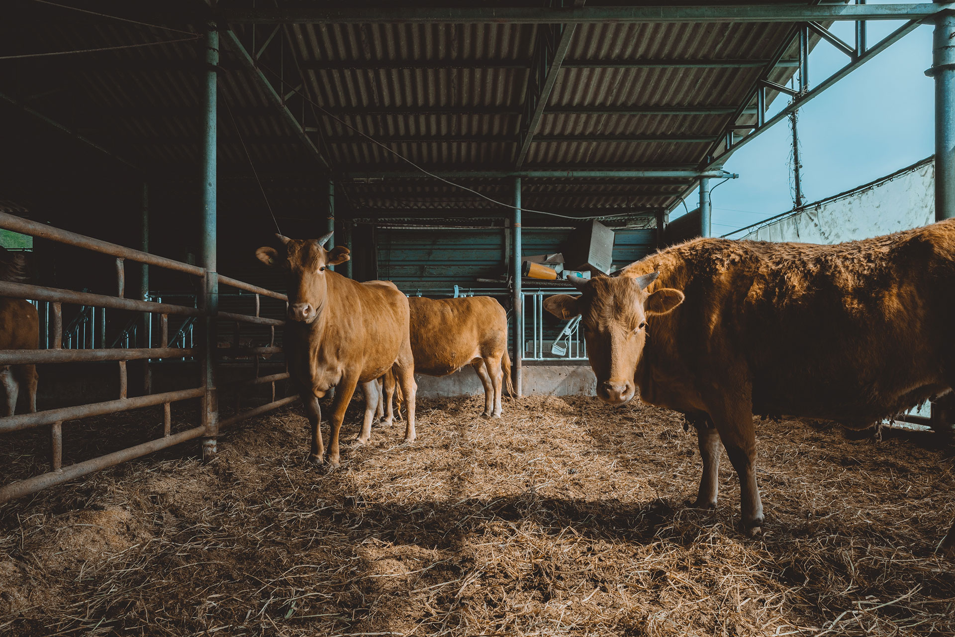 Roofing for Shed: Expert Tips for Cattle Shed Design